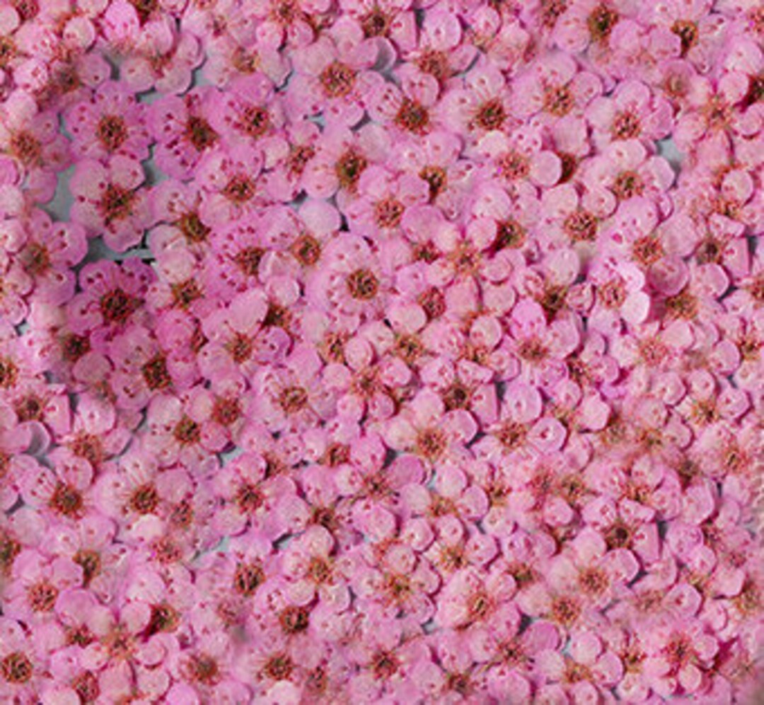 Pressed Flowers,pink Pressed Flowers,20 Pcs/pack,pink Flower,pink Dried ...