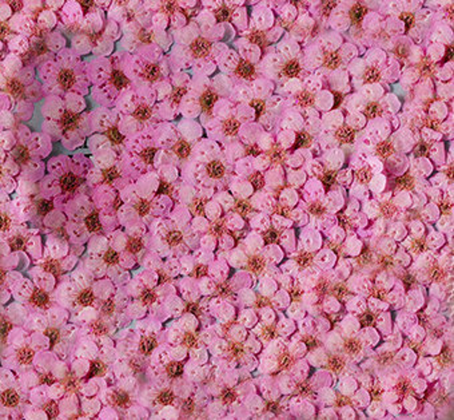 Pressed Flowers,pink Pressed Flowers,20 Pcs/pack,pink Flower,pink Dried ...