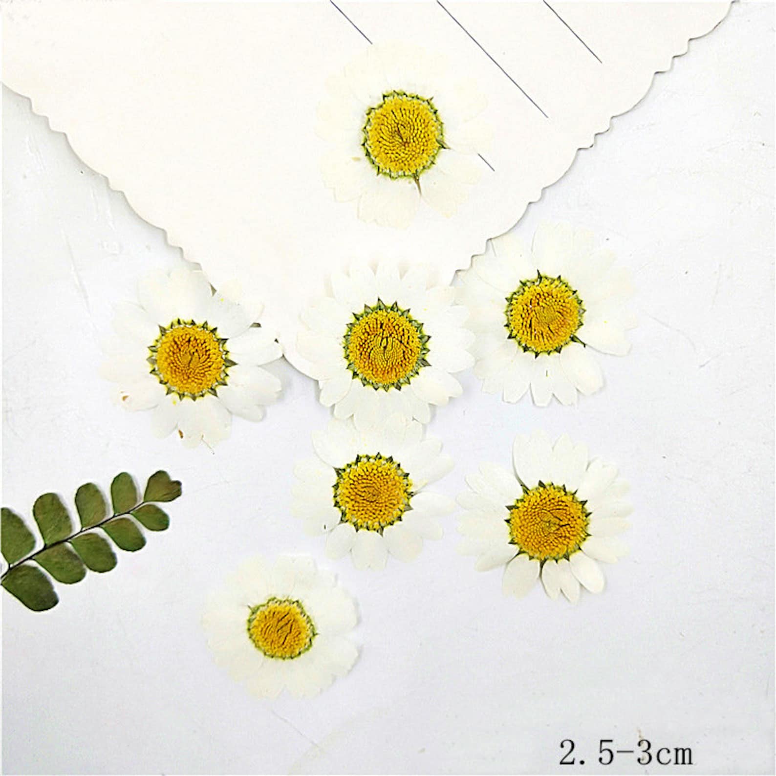 Pressed White Daisy (3 Sizes) 12pcs/pack Small Dry Flower Preserved ...