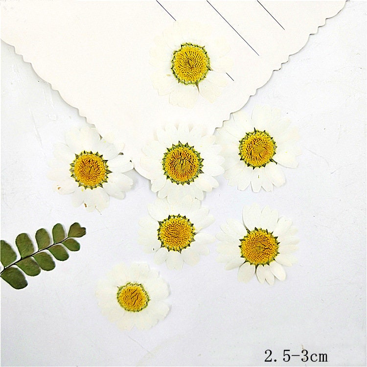 A Pack of 12 PCS Pressed White Daisy Flower Real Dry Flower | Etsy