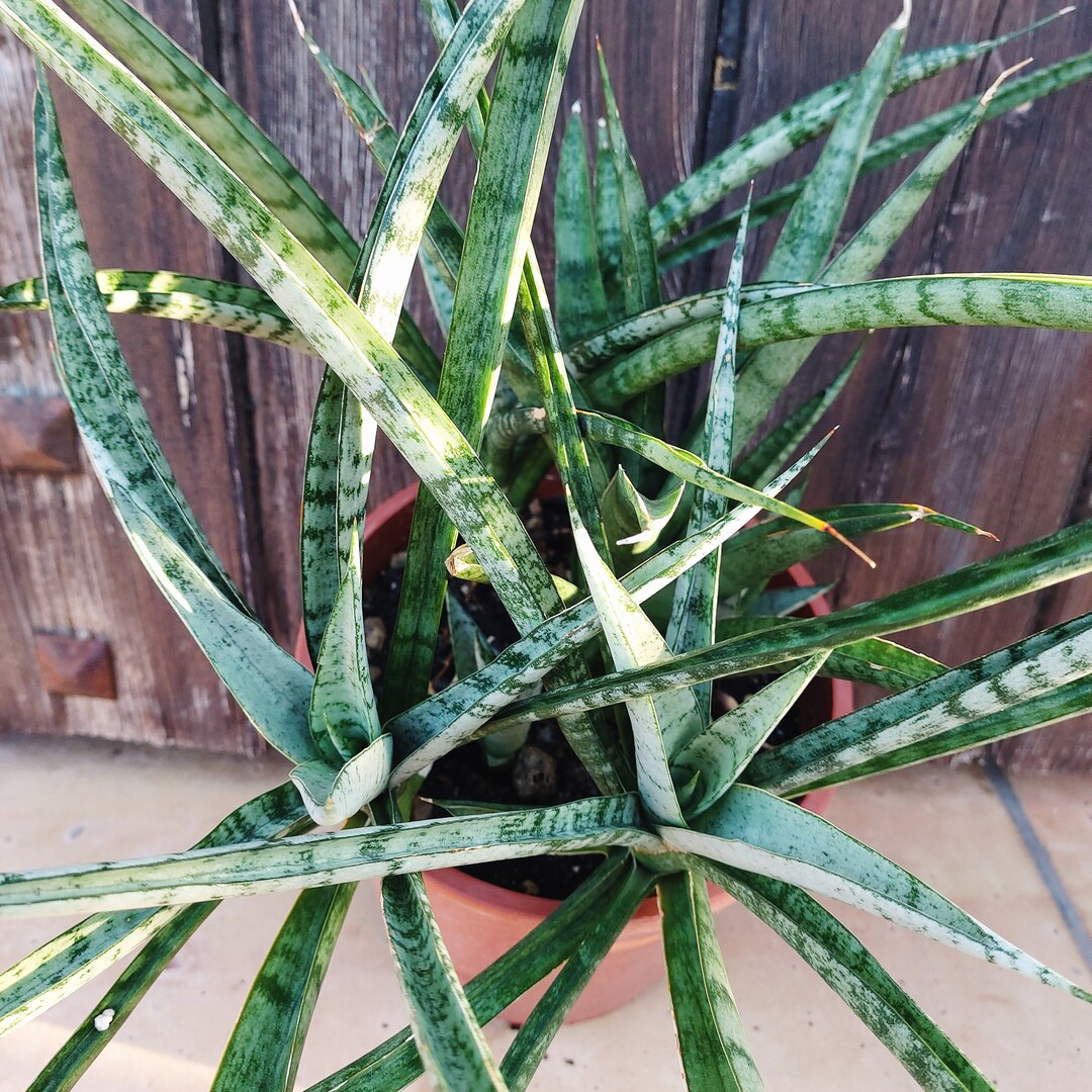 Sansevieria Fischeri Singularis. Caudiciform Snake Plant. Sansevieria ...