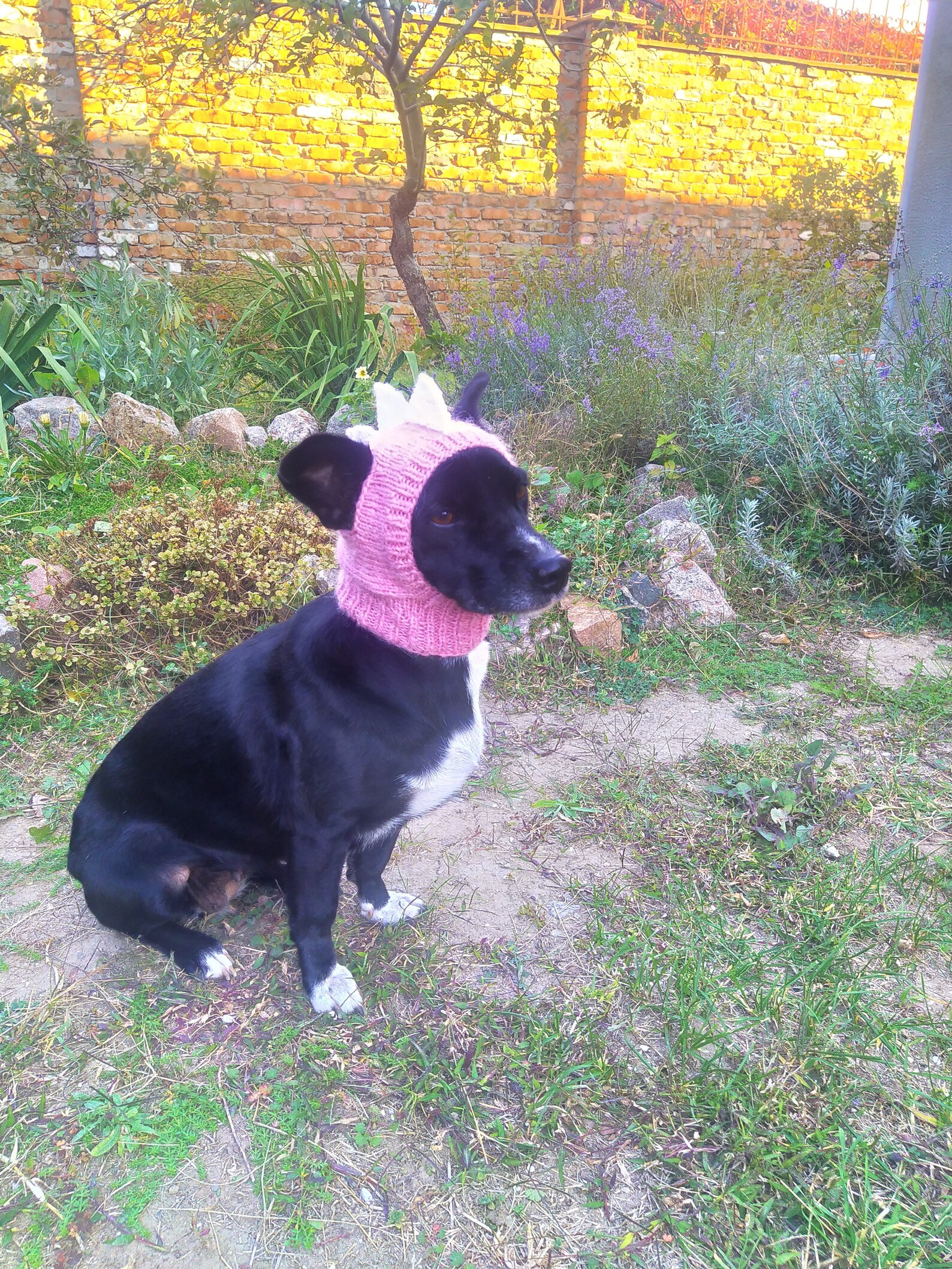 Pdf Pattern Dog Hatsdino Dog Hat Small Dog Hat Knitted Dog - Etsy