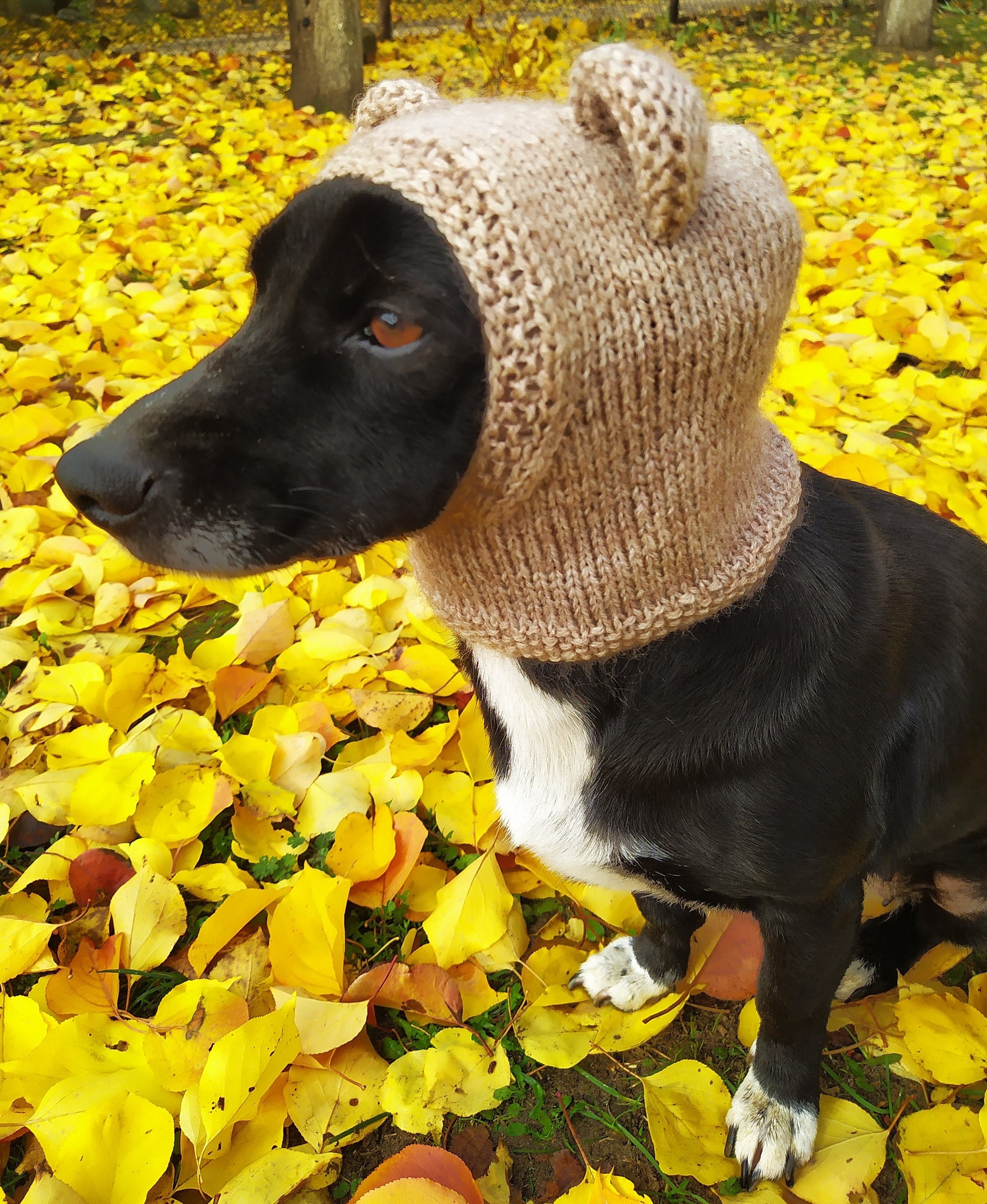 Dog Hat /pdf Pattern/with Pom Pom and Bear Ears/hand-knitted - Etsy