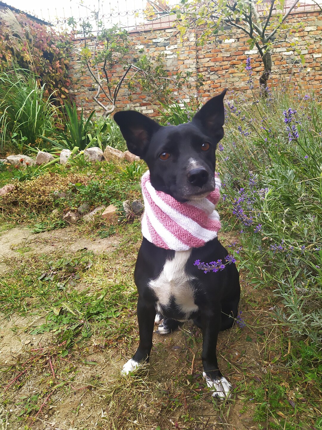 Free Pdf Pattern Dog Hat/double Color Dog Snood,small Dog Hat,knitted ...