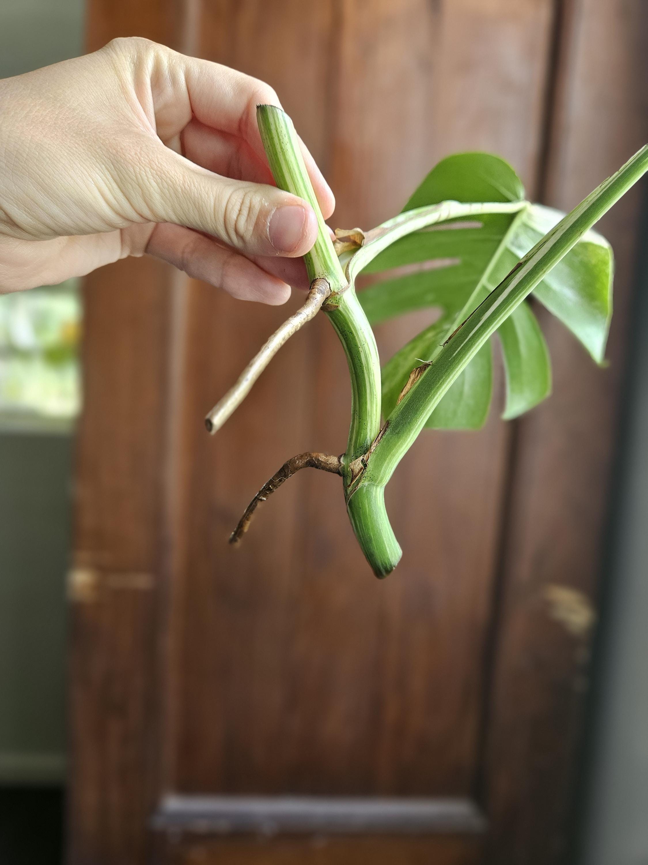 Variegated Monstera Deliciosa Cutting With Root - Etsy