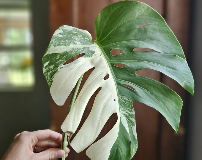 Variegated Monstera Deliciosa | Cutting With Root - Etsy