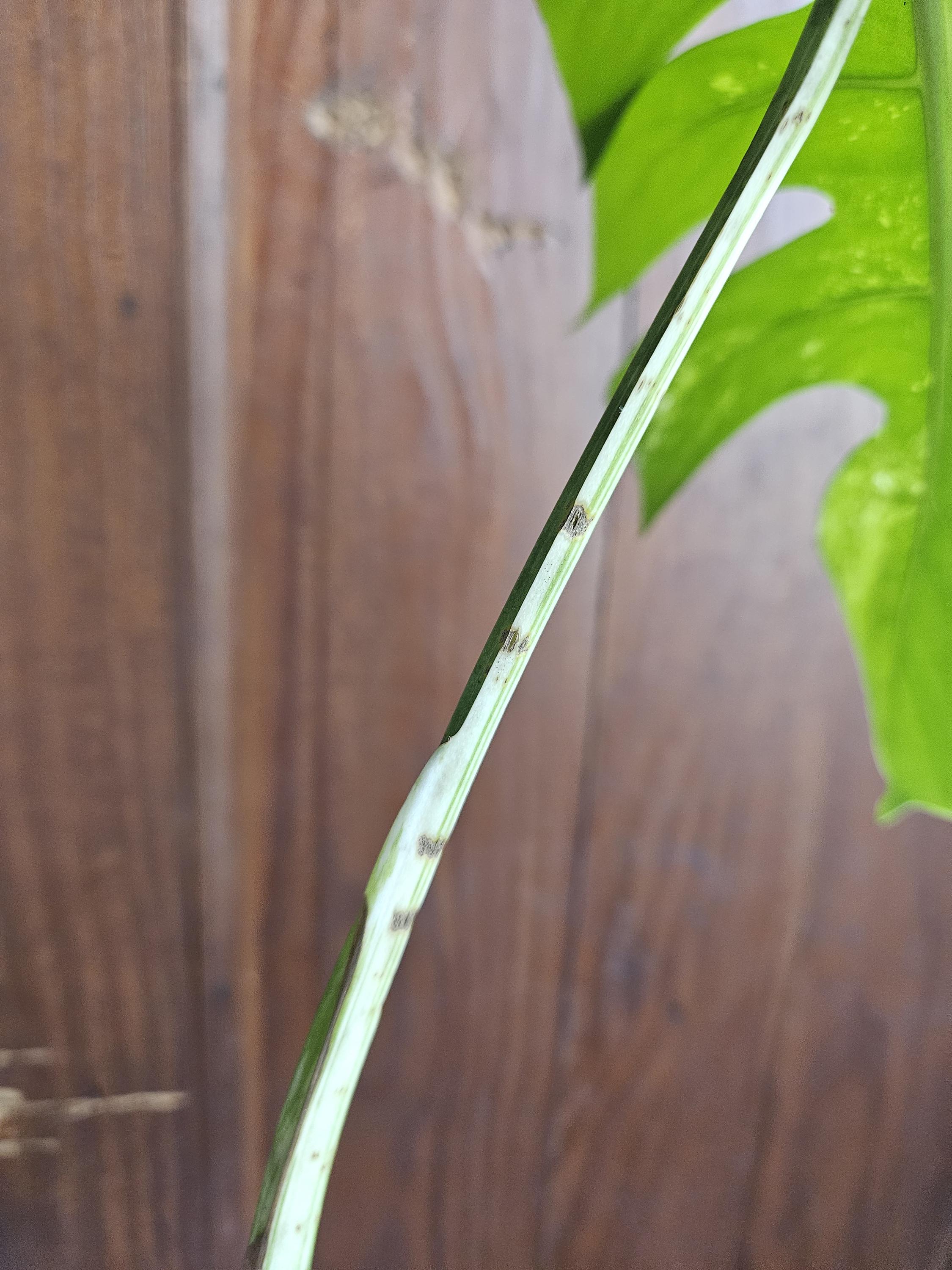 Variegated Monstera Deliciosa Cutting With Root - Etsy
