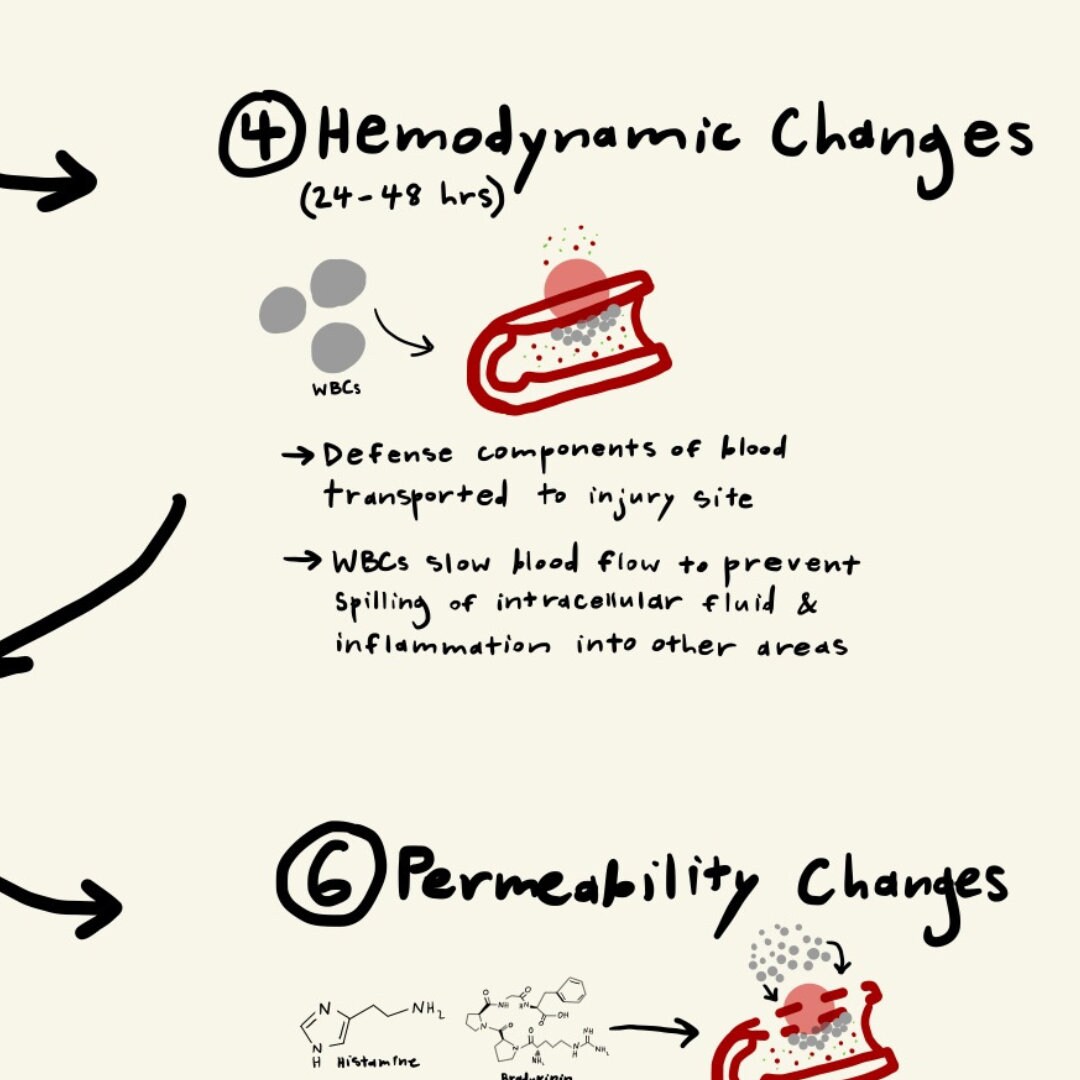 Inflammatory Cycle Visual Study Sheet - Etsy