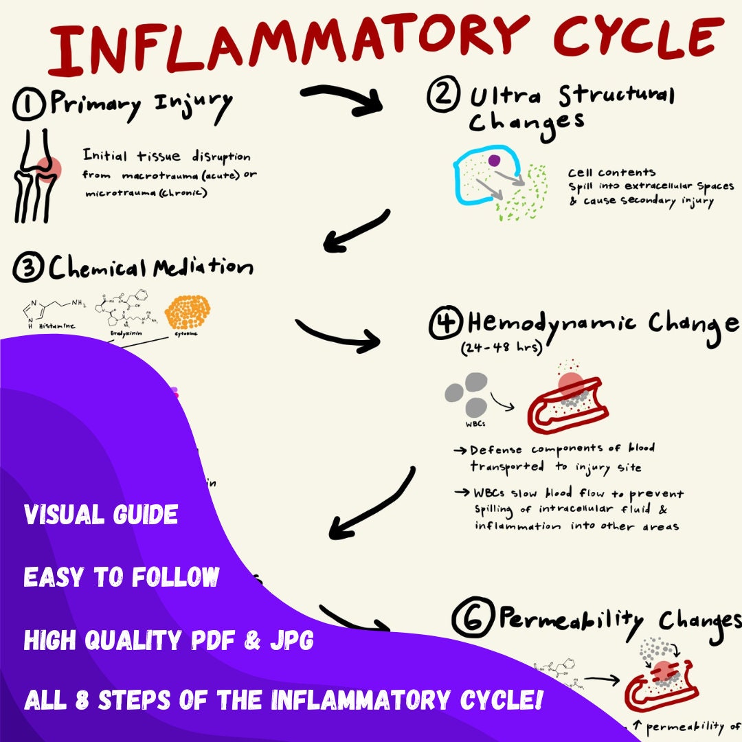 Inflammatory Cycle Visual Study Sheet - Etsy