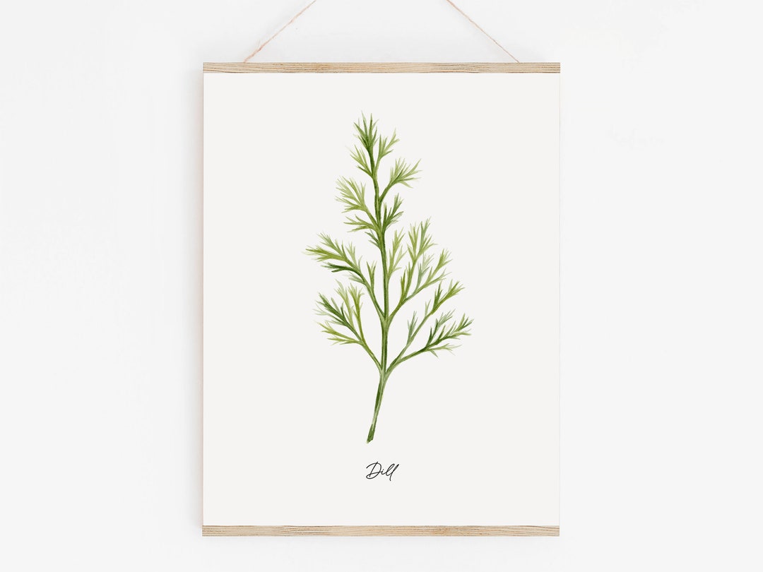 Dill Herb Art Print, Watercolor Botanical Kitchen Wall Decor - Etsy