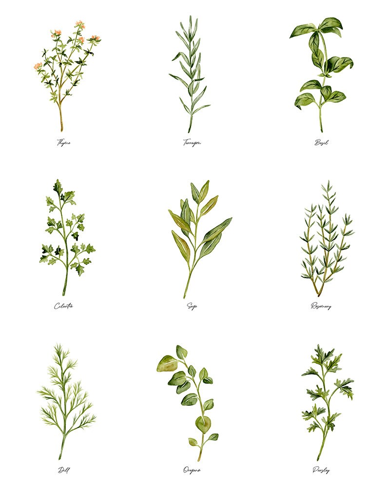 Herbs Print Set of 4, Watercolor Painting, Kitchen Wall Art, Sage, Tarragon, Rosemary, Parsley ...