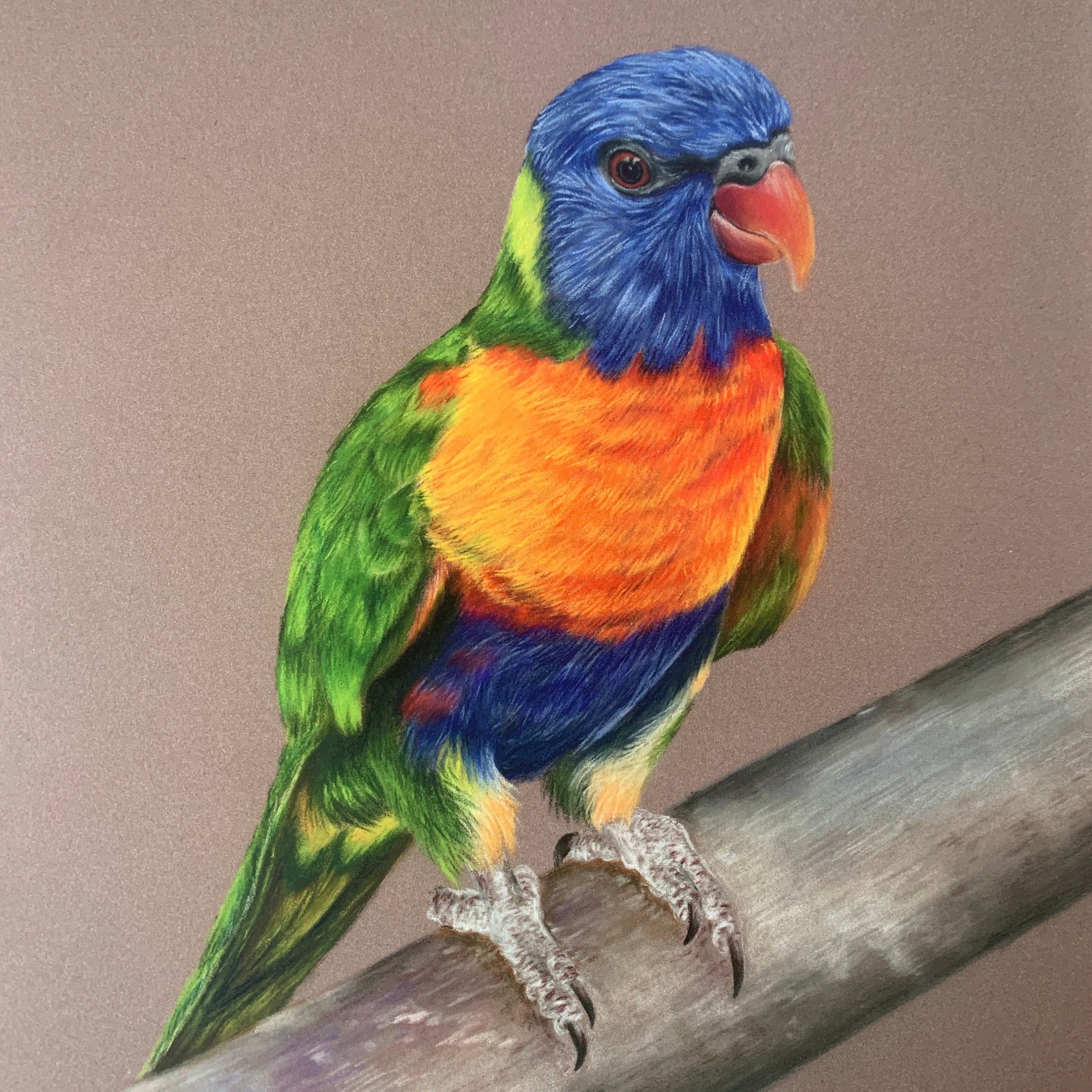 Rainbow Lorikeet Giclee Art Print 10x12 Animal/bird Wall - Etsy UK