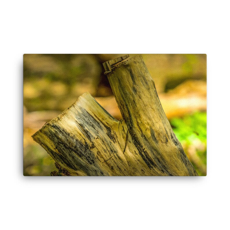 Tree Stump Canvas Wall Art - Etsy