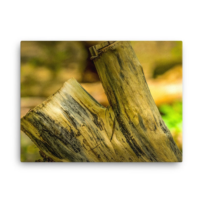 Tree Stump Canvas Wall Art - Etsy