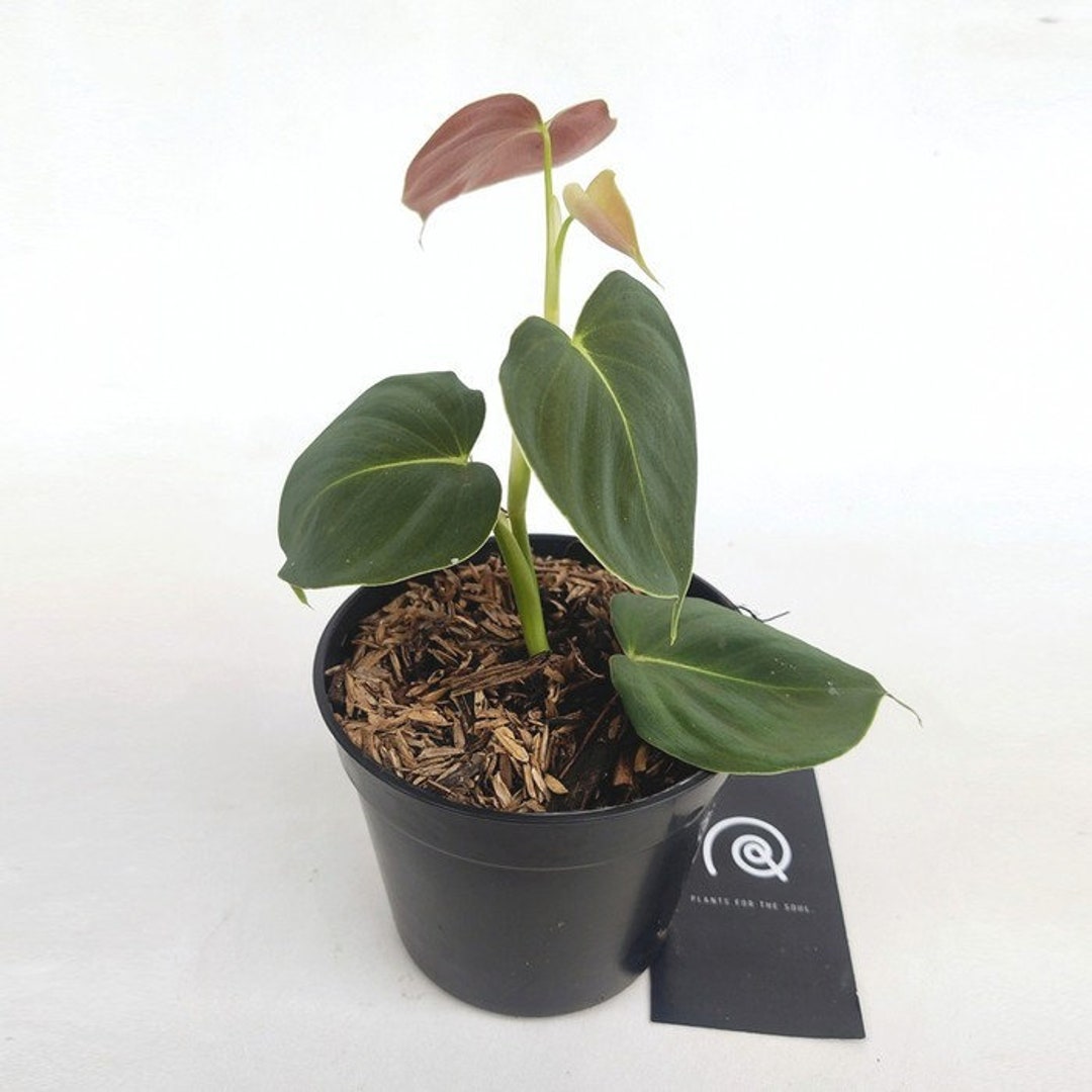 Philodendron Lupinum Corrugated Leaf Shipping by DHL Express - Etsy