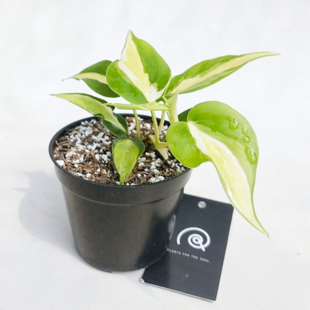 Philodendron Gabby Rare Philo Plant Shipping by DHL Express - Etsy