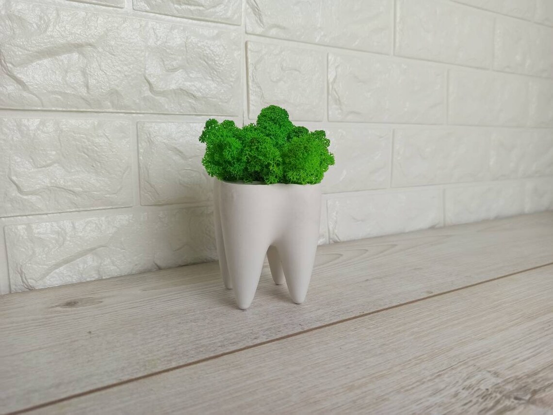 Moss Tooth Pot Preserved Moss Dentist Gift Tooth Gypsum - Etsy