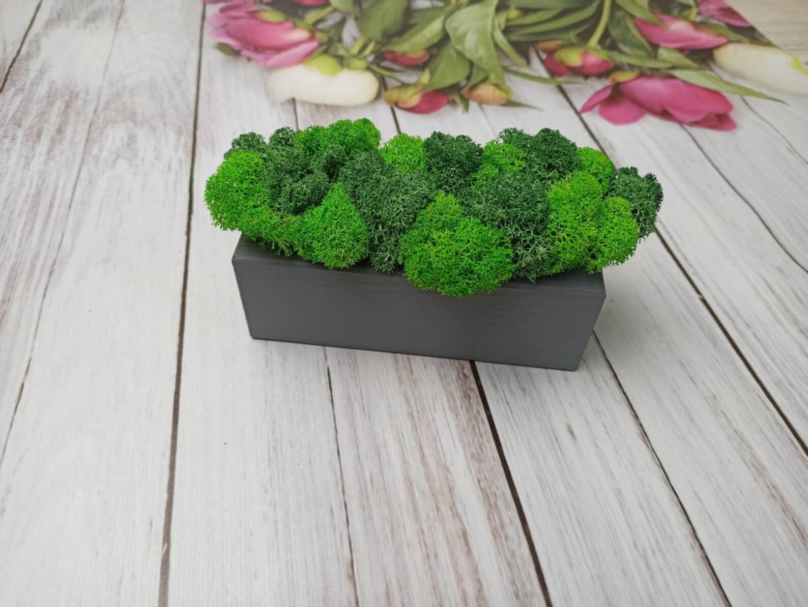 Plant Pots Preserved Moss Greenhouse Pots Moss Table - Etsy