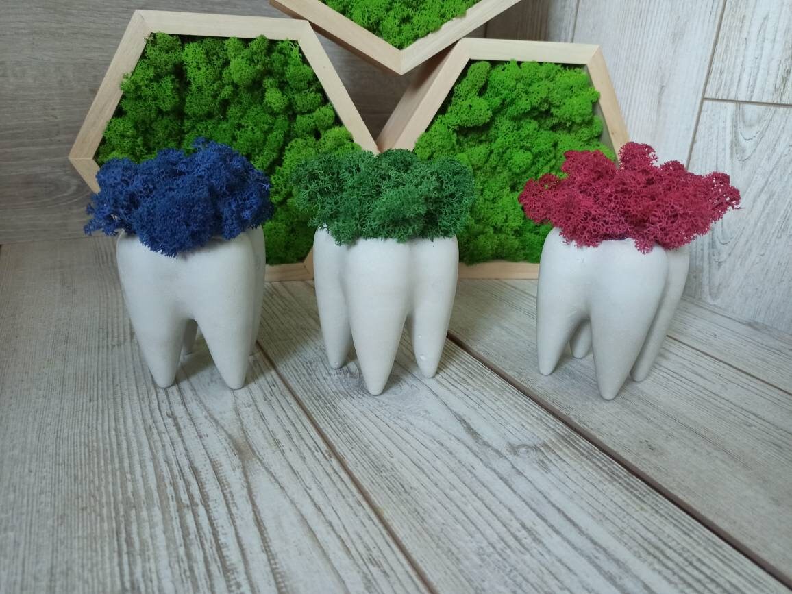 Moss Tooth Pot Preserved Moss Dentist Gift Tooth Gypsum - Etsy