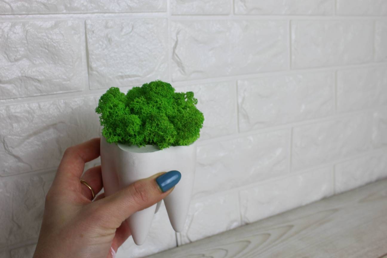 Moss Tooth Pot Preserved Moss Dentist Gift Tooth Gypsum - Etsy