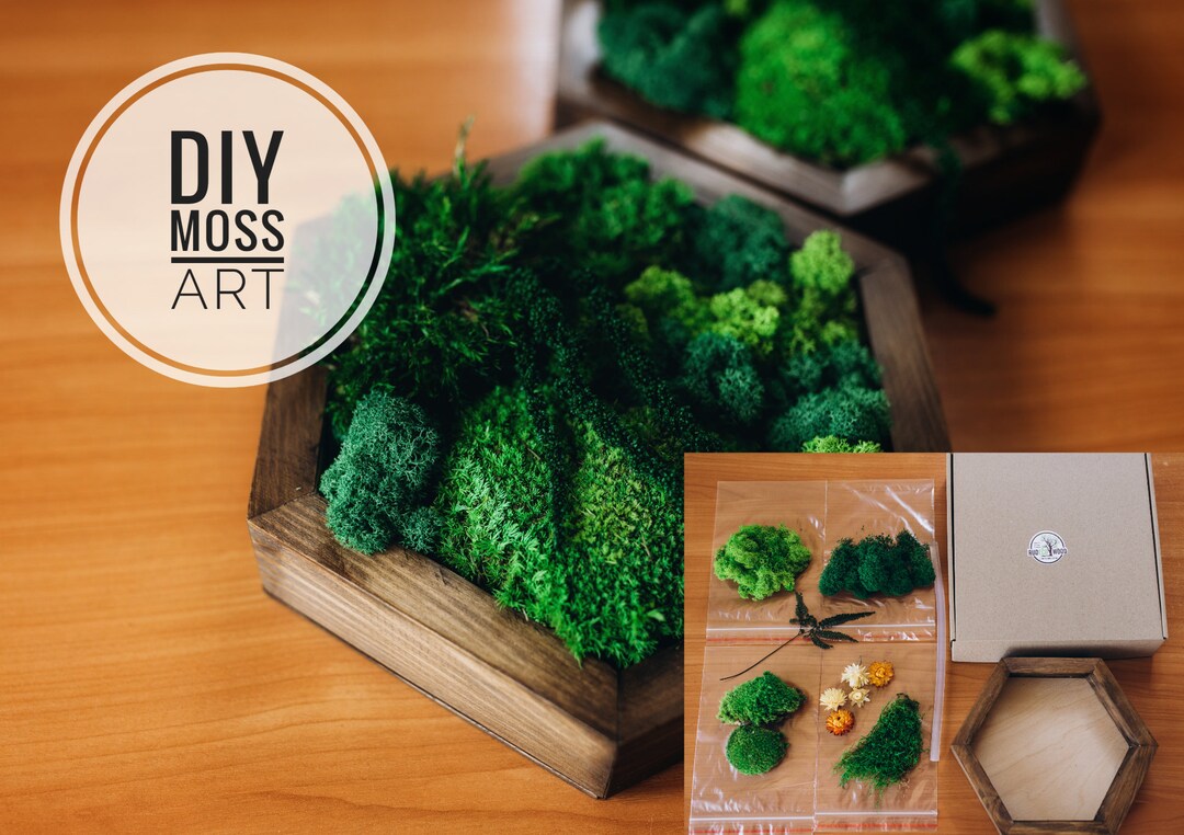 DIY Moss Art Kit, Fairy Garden Craft, Preserved Moss Decoration, Nature ...