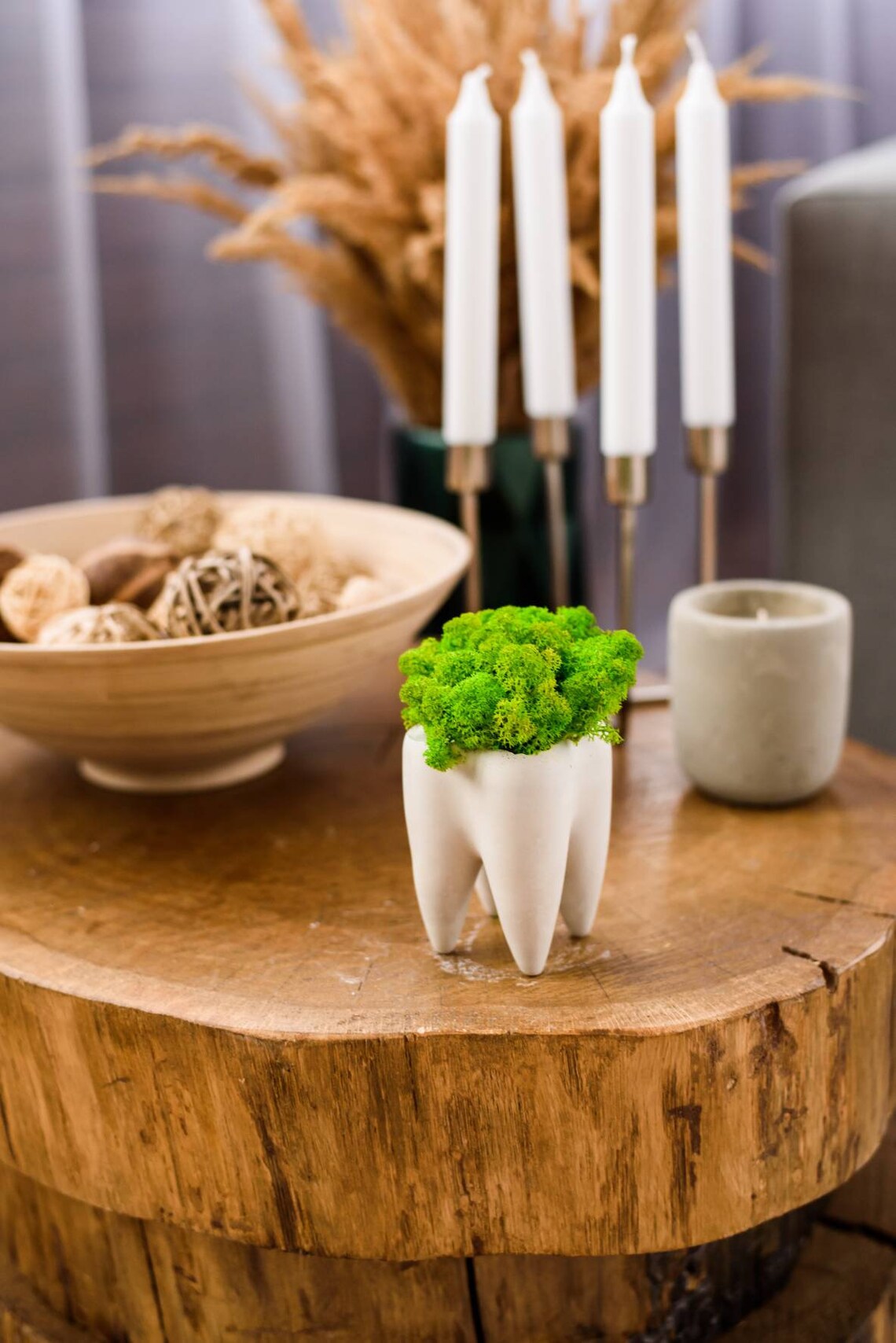 Moss Tooth Pot Preserved Moss Dentist Gift Tooth Gypsum - Etsy