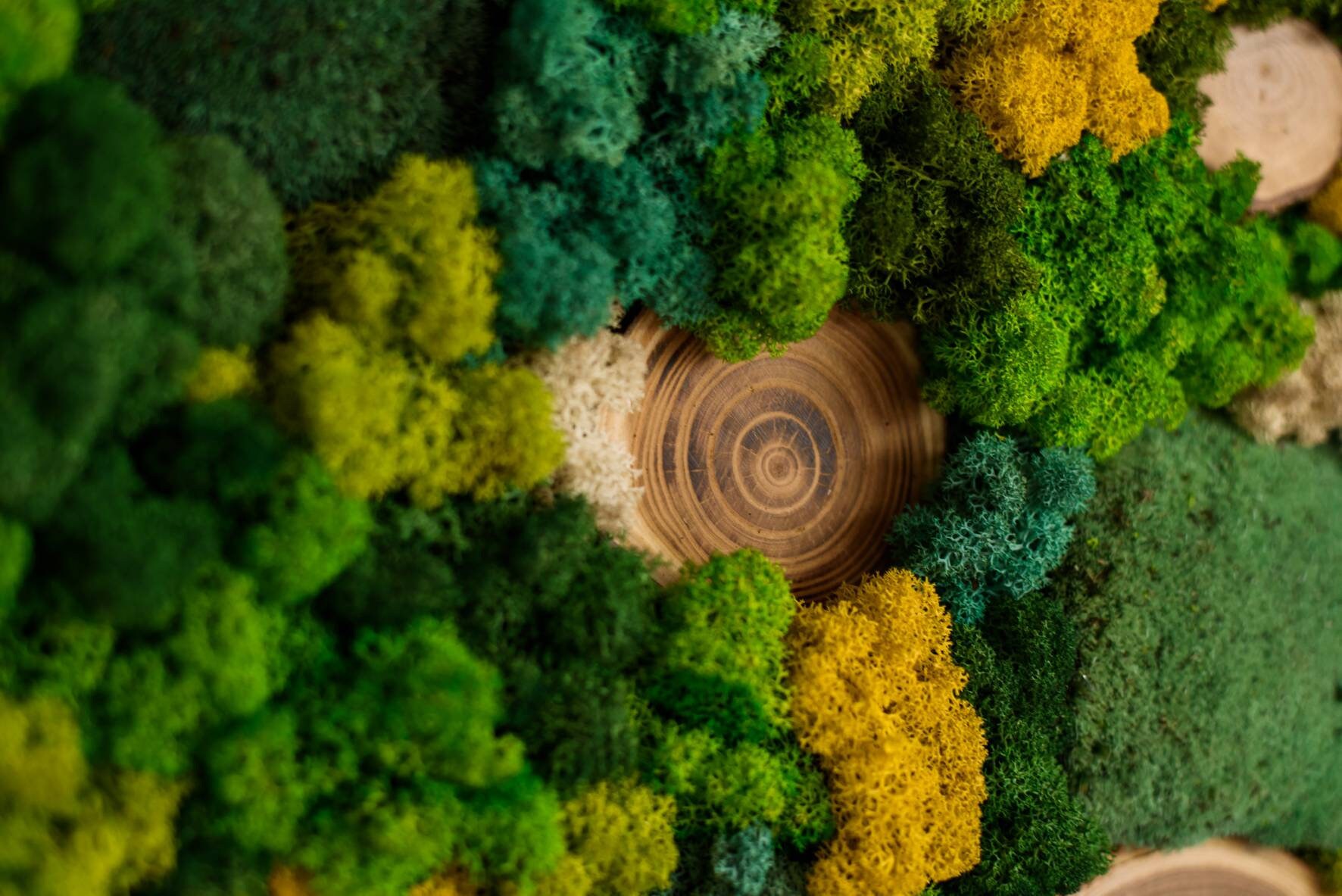 Moos Kunst gerahmt Moos Wandkunst Konserviertes Moos Kunst - Etsy.de