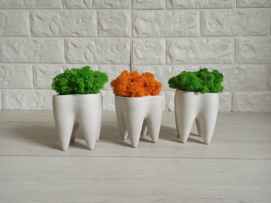 Moss Tooth Pot Preserved Moss Dentist Gift Tooth Gypsum - Etsy