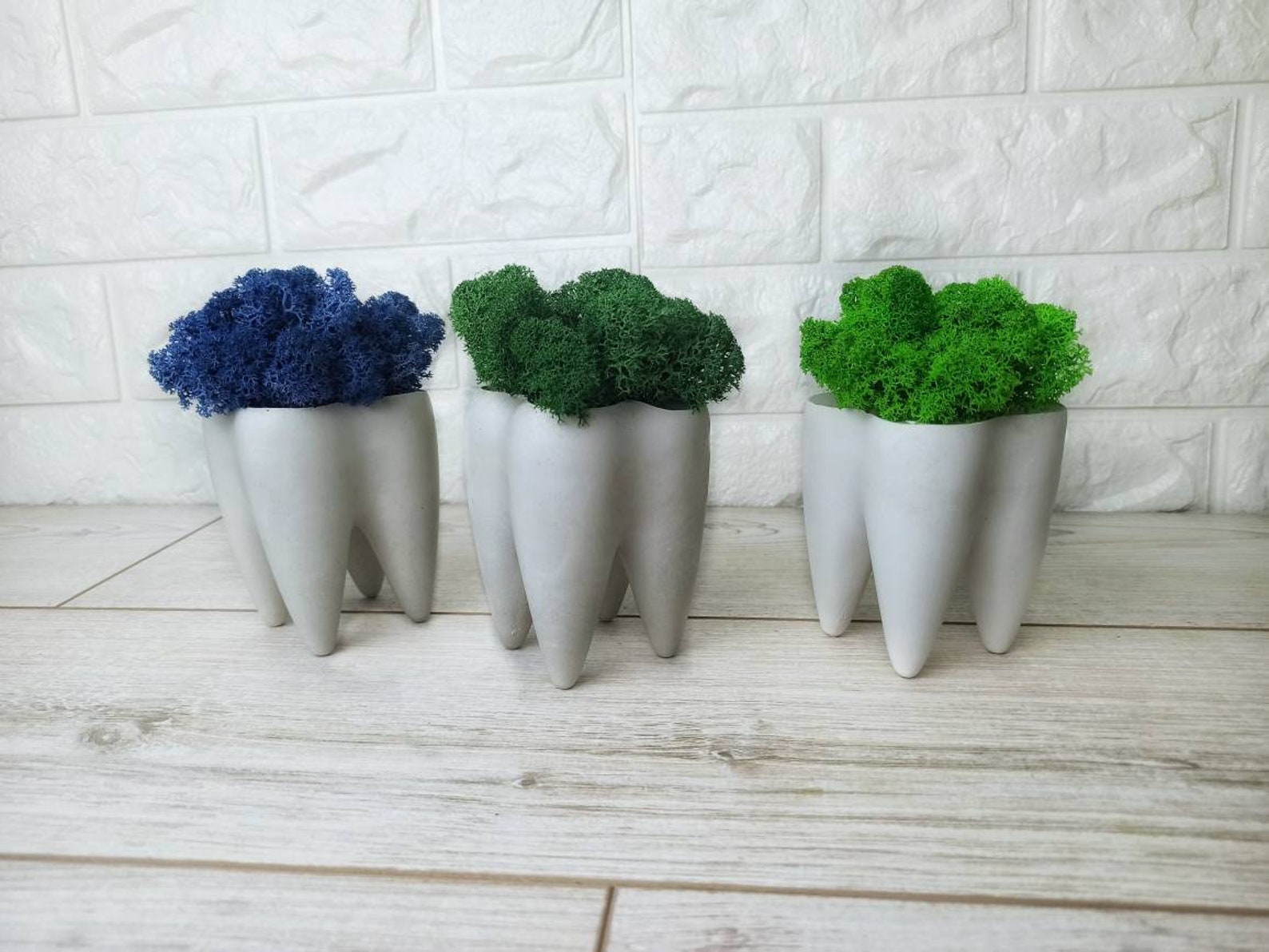 Moss Tooth Pot Preserved Moss Dentist Gift Tooth Gypsum - Etsy