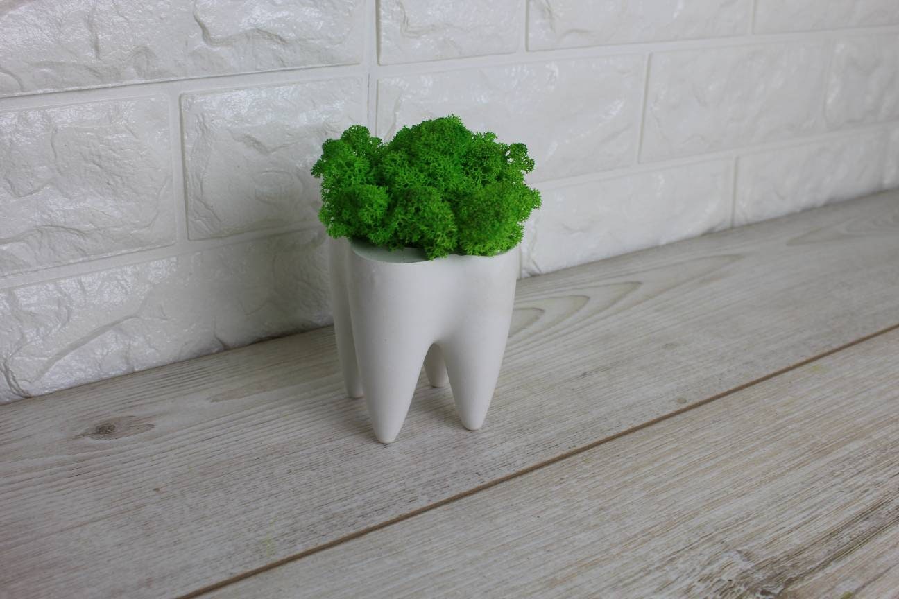 Moss Tooth Pot Preserved Moss Dentist Gift Tooth Gypsum - Etsy