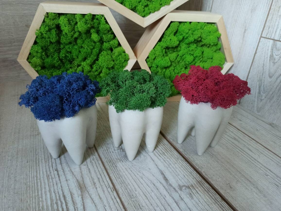 Moss Tooth Pot Preserved Moss Dentist Gift Tooth Gypsum - Etsy