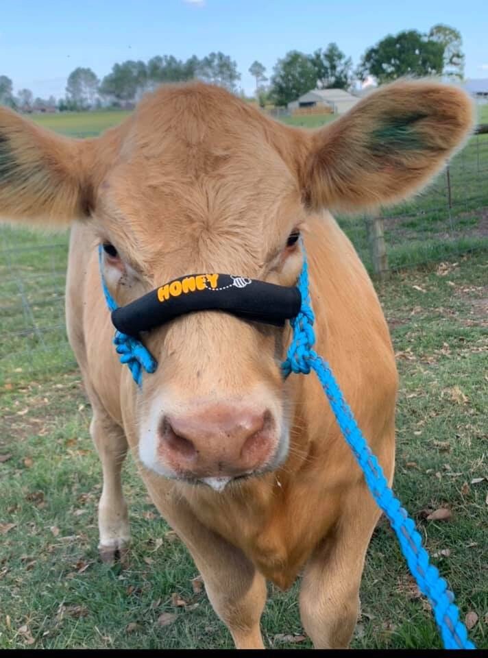 Cattle Noseguards for Rope Halters-personalized-non Glitter - Etsy