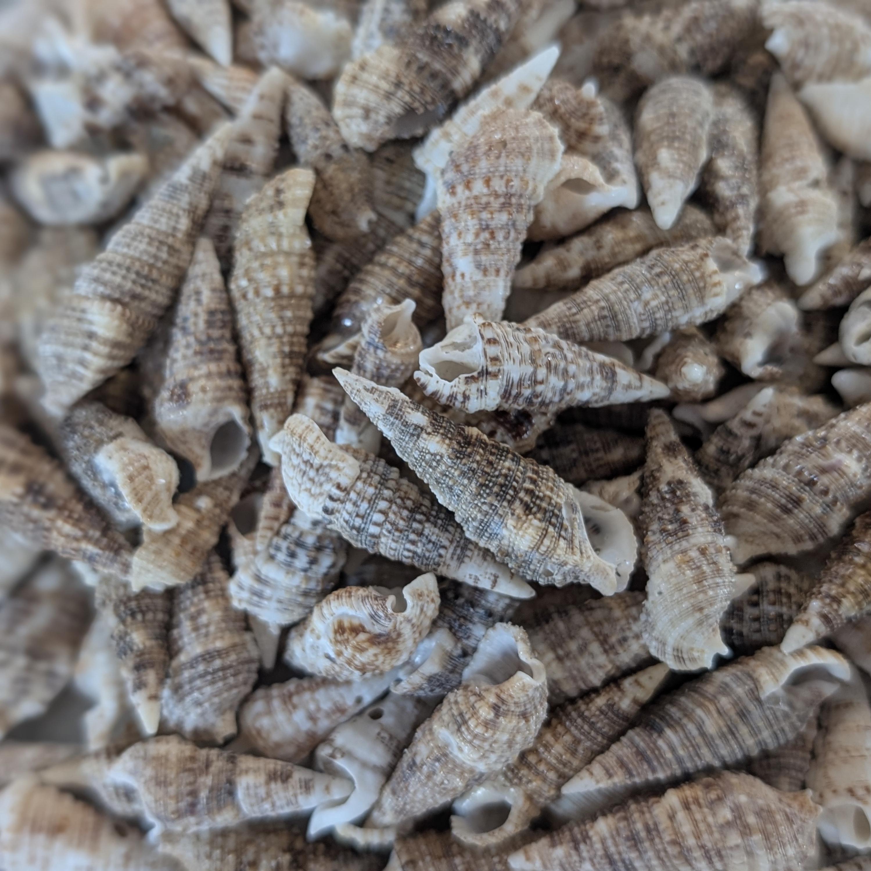 Cerith Shells. Craft Shells. Pointy Shells. Florida Sea Shells. 100 ...