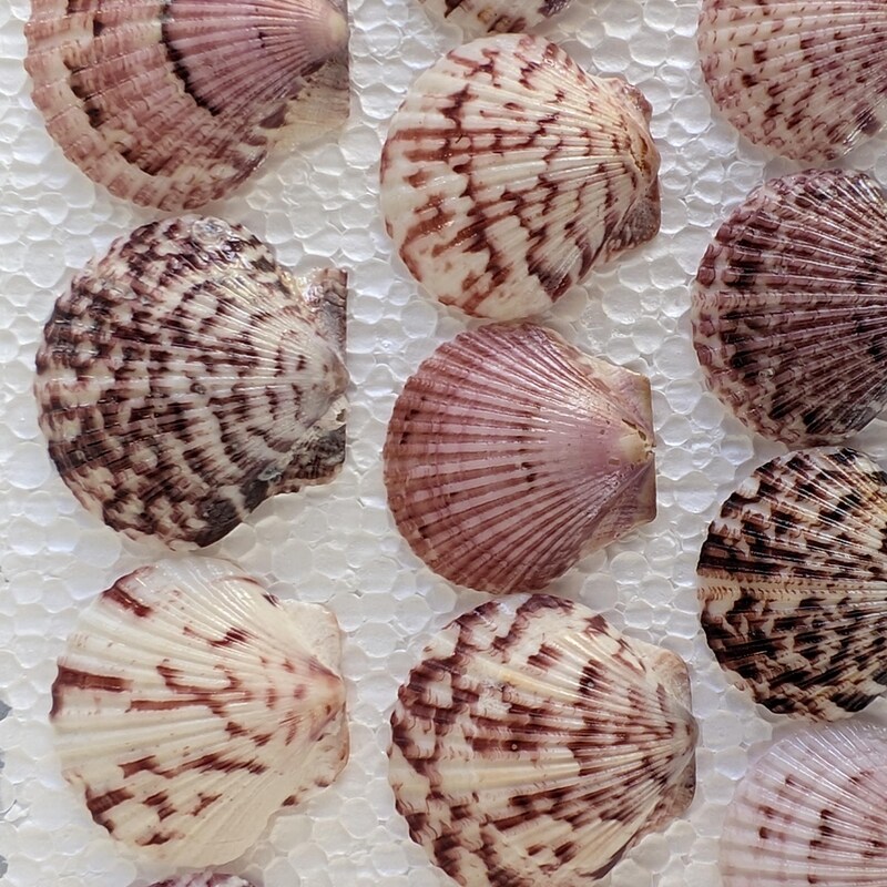 Calico Scallop Shell - Etsy