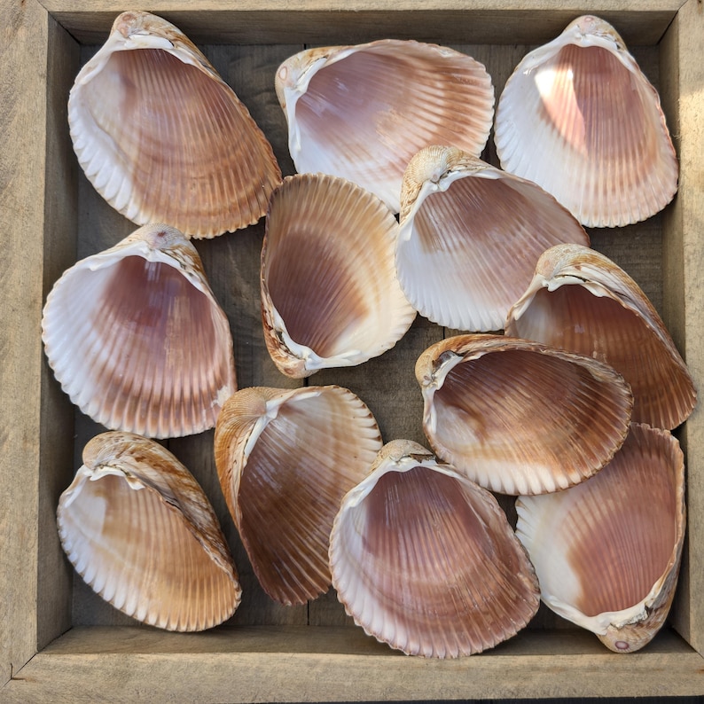 Giant Heart Cockle Hand-picked From the Beaches of Southwest Florida ...