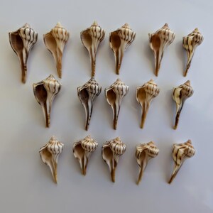16 Small Florida Welk Shells. 1.5 2. - Etsy