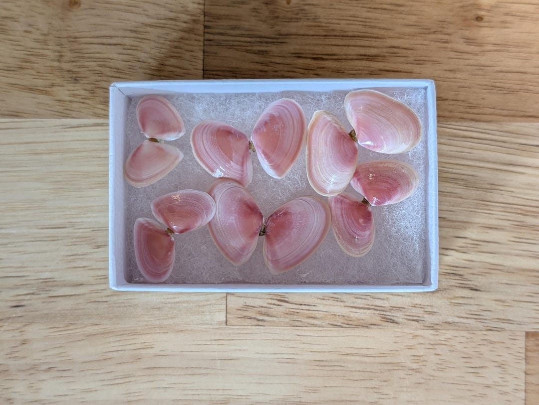Rose Petal Tellin Shells. Hinged Pairs. - Etsy