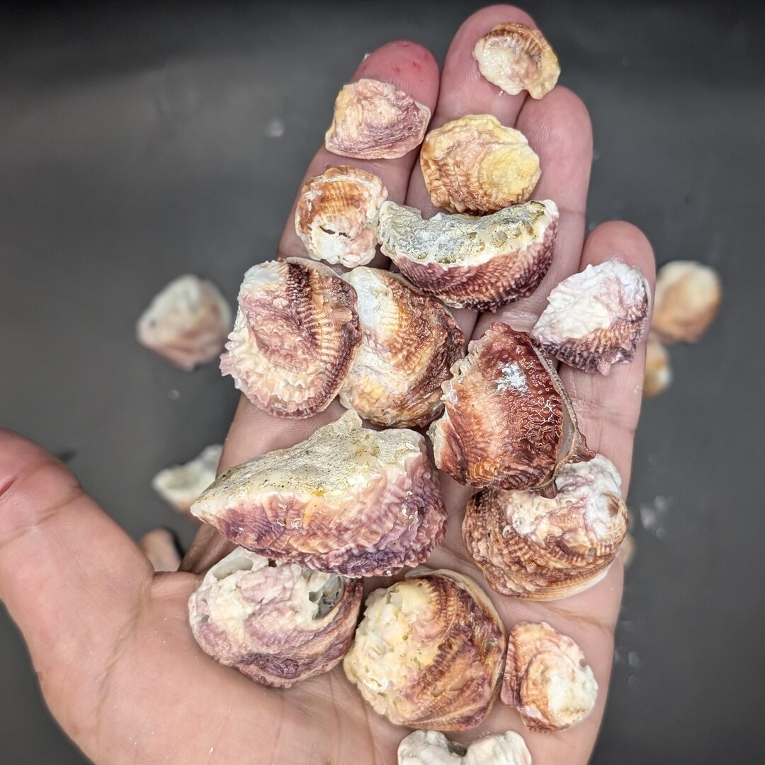 Corrugated Jewel Box Shells. 30 Colorful Shells. - Etsy