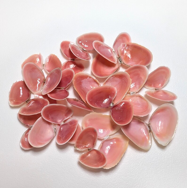 Rose Petal Tellin Shells. Hinged Pairs. - Etsy