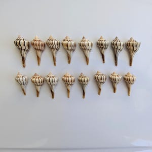 16 Small Florida Welk Shells. 1.5 2. - Etsy