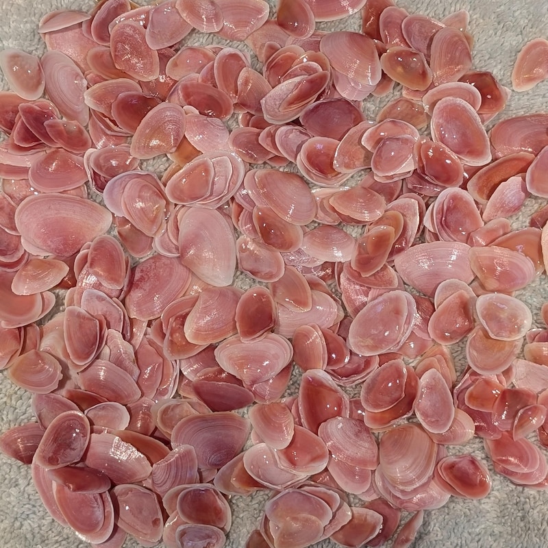 Purple Rose Petals - Etsy