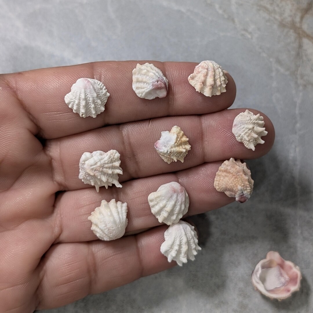 Spiny Jewel Box Shells From the Beaches of Southwest Very Small - Etsy