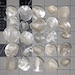Jingle Shells From Florida. Large, Sorted Into Colors. - Etsy