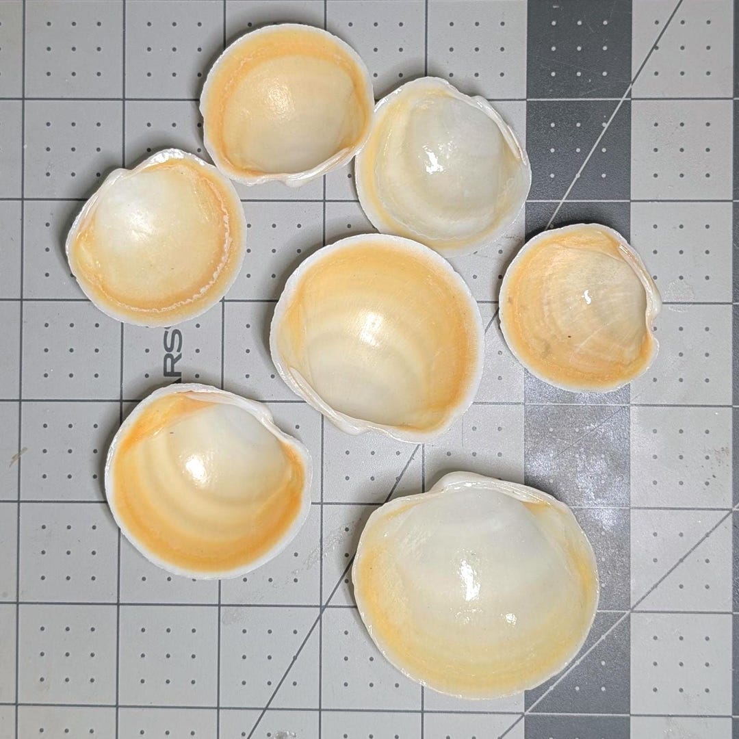 Buttercup Lucine Shells (80), Handpicked From SW Florida - Etsy
