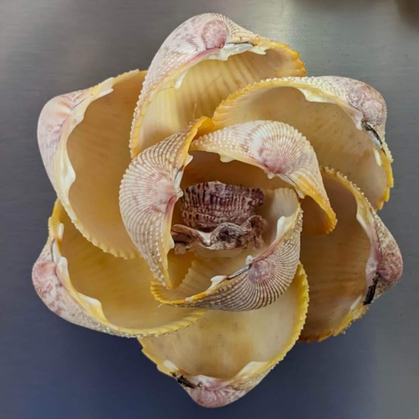 Yellow Prickly Cockle Shells From Florida. 30 Shells. - Etsy