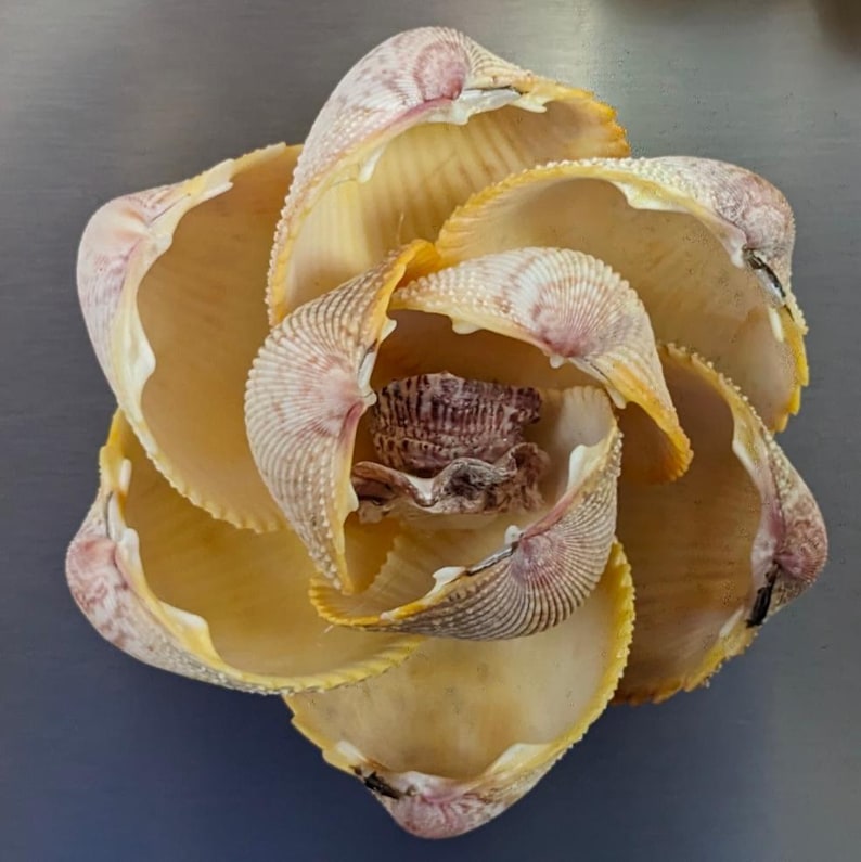 Yellow Prickly Cockle Shells From Florida. 30 Shells. - Etsy