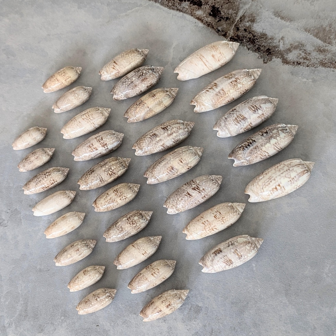 Lettered Olive Shells. 30 Perfect Shells. - Etsy