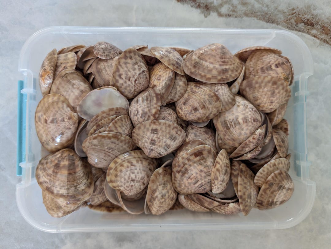 Sanibel Island Calico Clam Shells, 25 Assorted Shells. - Etsy