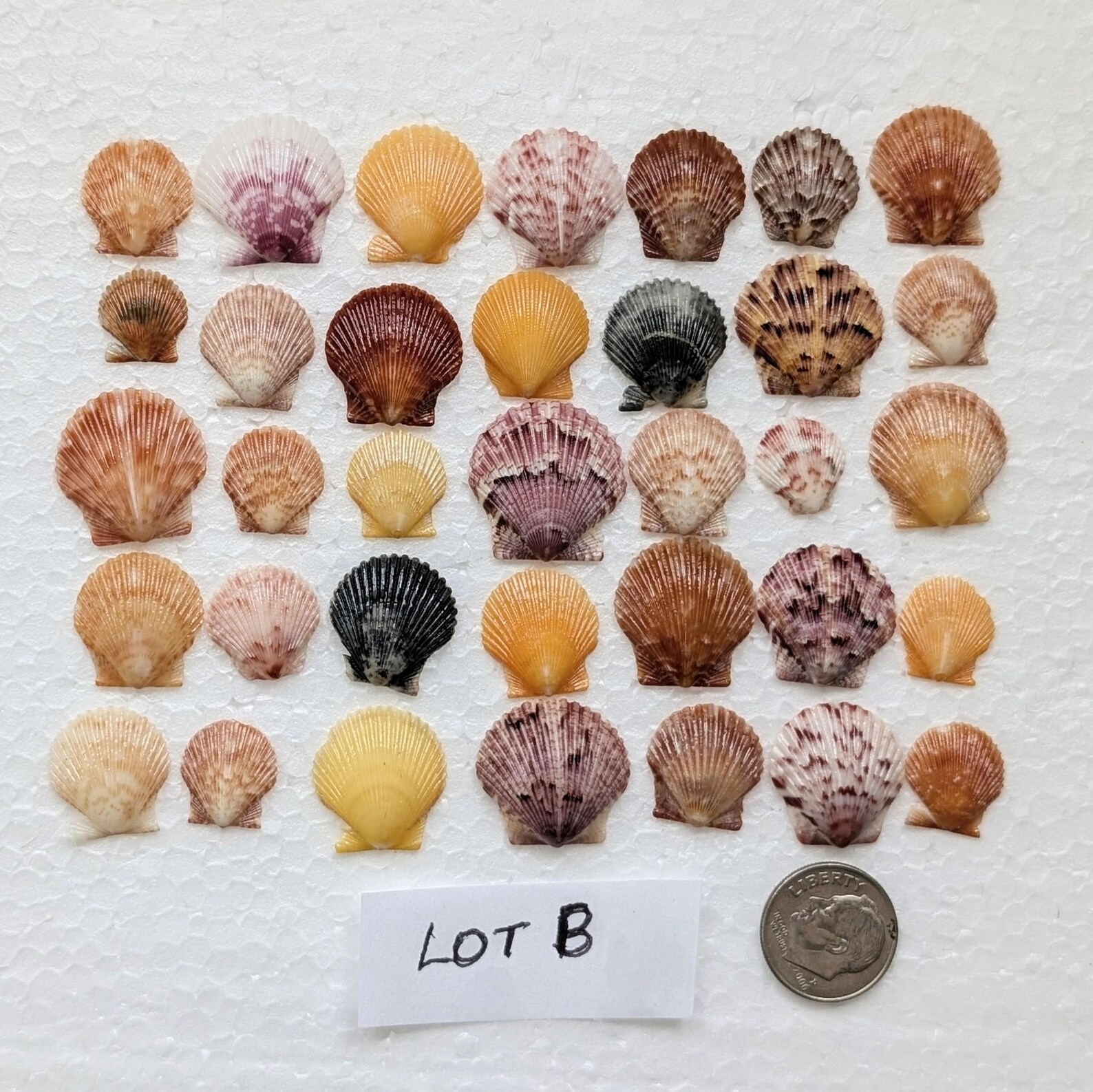 Tiny Scallop Shells From the Beaches of Southwest Florida. - Etsy