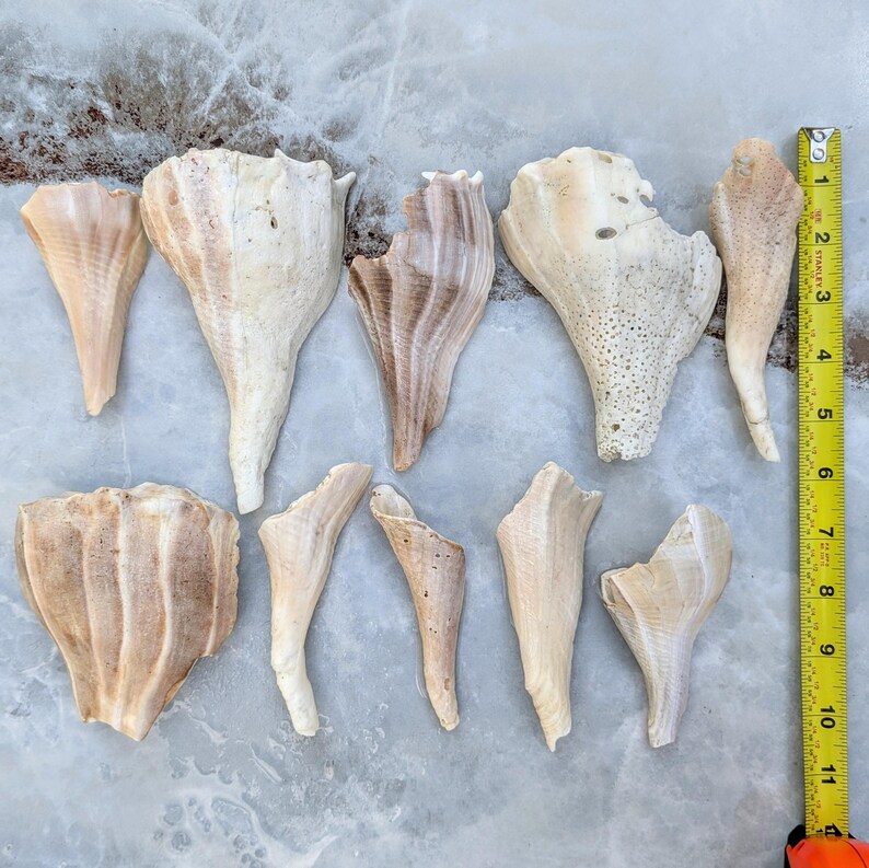 Ocean Treasures for Your Shell Crafting. Twisties, Trees, Broken Shells ...